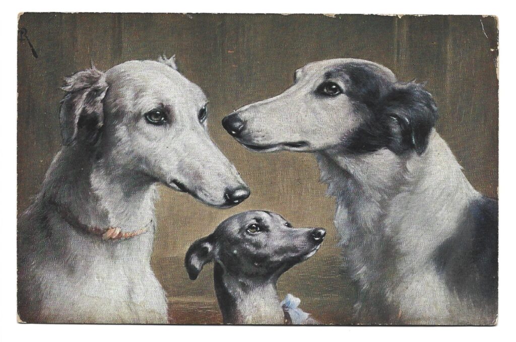 Pocztówka – psy: dwa charty perskie i chart angielski – Antykikormoran